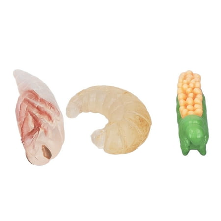 Wasp Growth Cycle Model Figures,Wasp Bee Growth Cycle Wasp Bee Growth ...