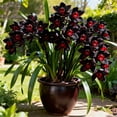 Cymbidium Orchid For Planting-Easy Planting-Perennial-Gardens ...