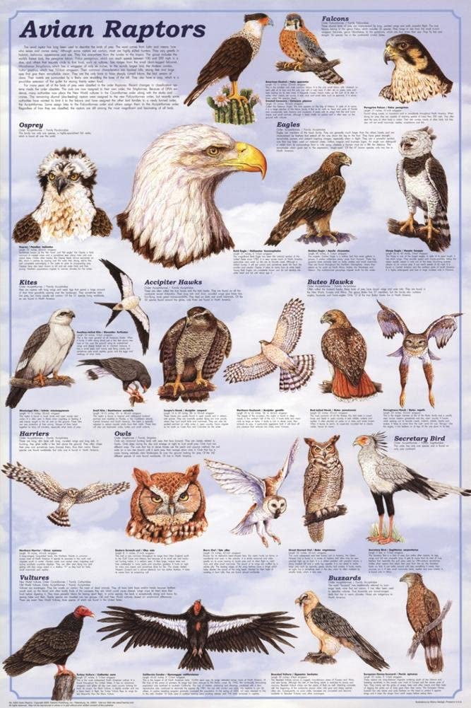Avian Raptors Educational Poster 24" x 36" - Walmart.com