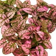 Pink Hypoestes phyllostachya 2 inch Set of 3 Flamingo Polka Dot Plant ...