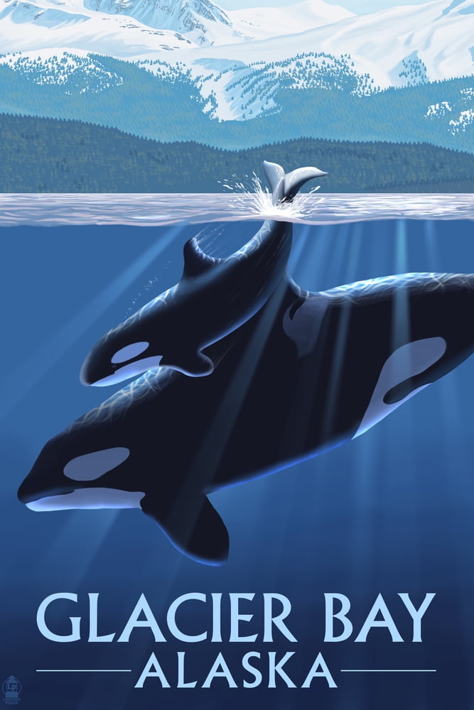Glacier Bay, Alaska, Orca and Calf (16x24 Giclee Gallery Art Print ...