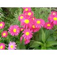 100 Mixed Colors ROBINSONS PAINTED DAISY Chrysanthemum Pink Red Rose ...
