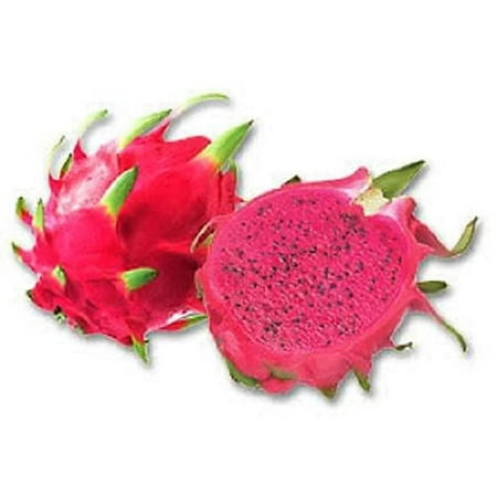 20 PURPLE DRAGON FRUIT (Pitaya / Pitahaya / Strawberry Pear) Hylocereus ...