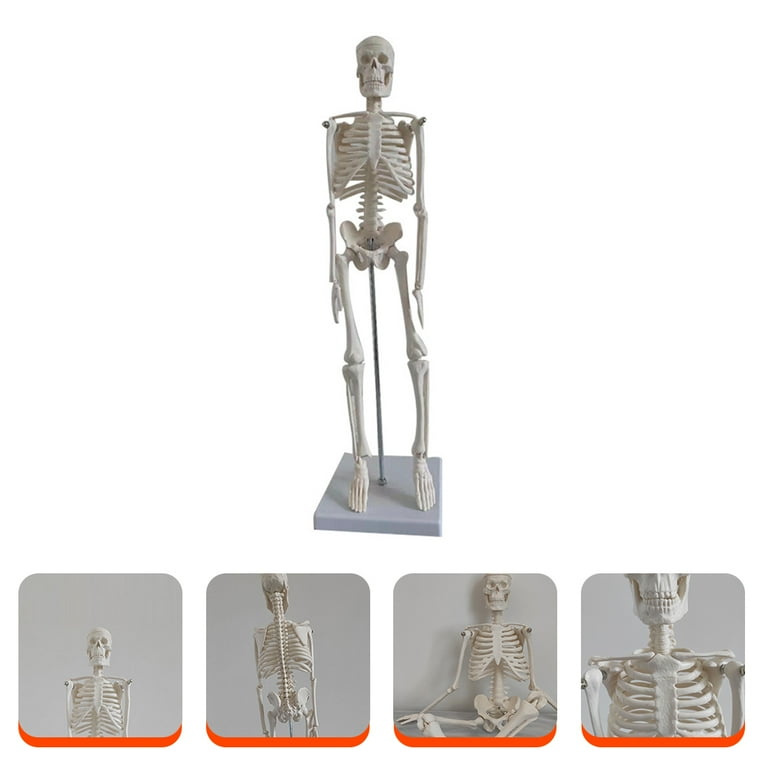 Skeleton Models For Teaching