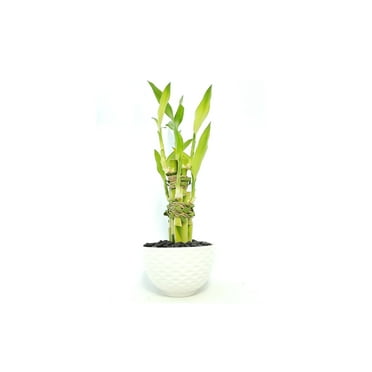 Brussel's Lucky Bamboo 7 Stalk Curly - Small - (Indoor) - Walmart.com