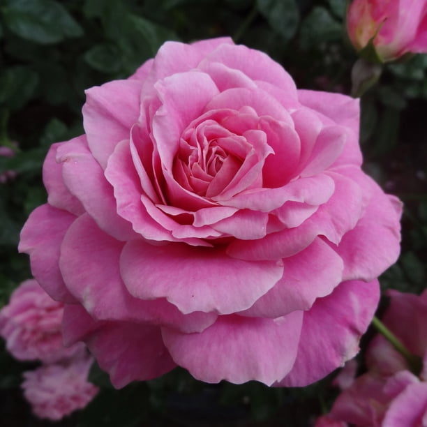 Heirloom Roses Pink Live Plant - St. Elisabeth of Hungary Shrub Rose ...