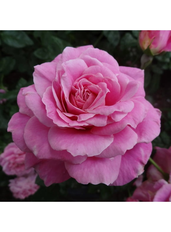 Rose Bushes in Garden Bushes - Walmart.com