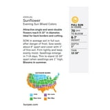 Burpee Evening Sun Mix Sunflower Flower Seed, 1-Pack for Planting - Walmart.com