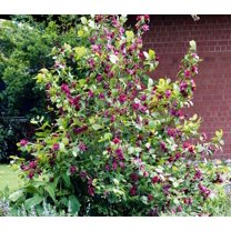 50 SPADELEAF Edible Coinwort Centella Asiatica Gotu Kola Herb Pink ...