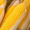 Serendipity Hybrid Triplesweet Corn Garden Seeds - 1 Lb - Non-GMO ...