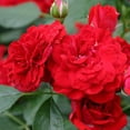 Heirloom Roses - Small Real Delivery Plant - Veranda® Roxanne ...
