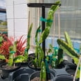 Premium Dragon Fruit Trellis - Durable Metal Trellis for Vertical ...