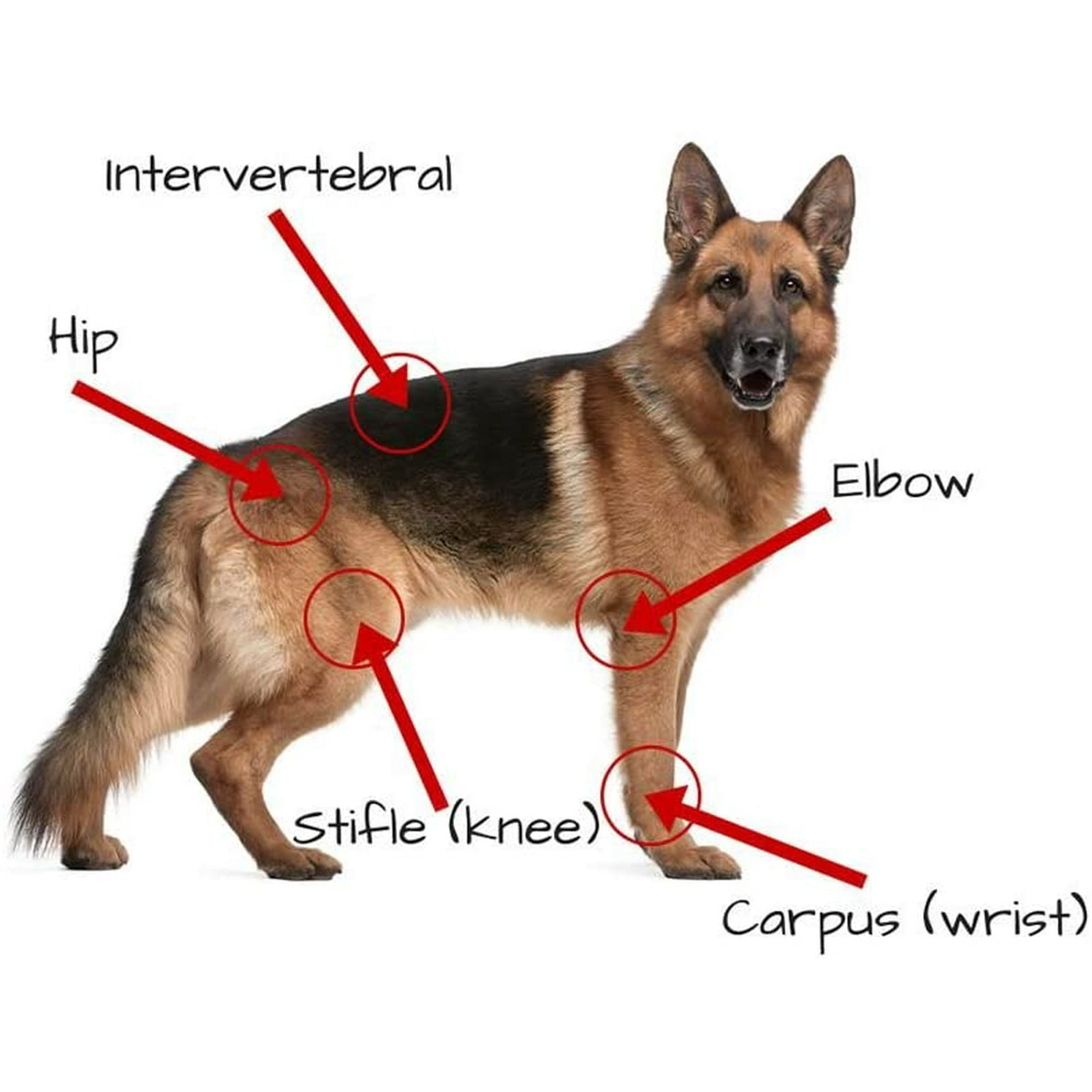 What Is In Extend Joint Care For Dogs
