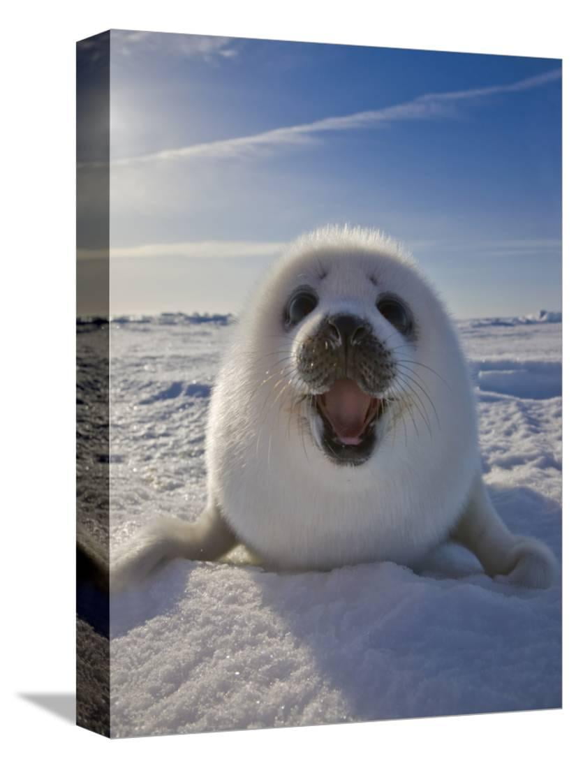 Harp Seal Pup on Ice, Iles De La Madeleine, Canada, Quebec, Animals ...