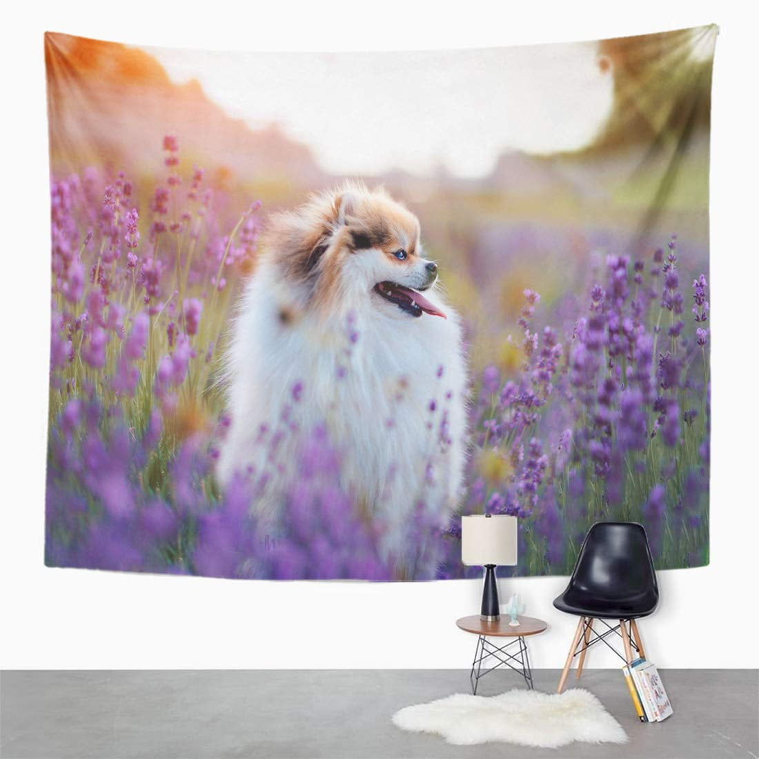 Lavender Pomeranian