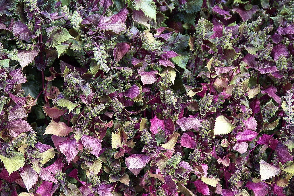 300 PURPLE SHISO aka PERILLA Frutescens Ornamental Herb Seeds Green ...