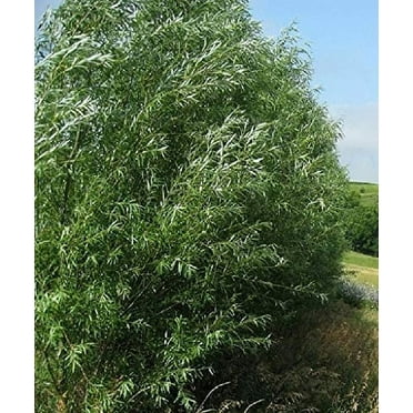 Red Flame Willow Trees - Burning Bush - Fast Growing and Stunning Color ...
