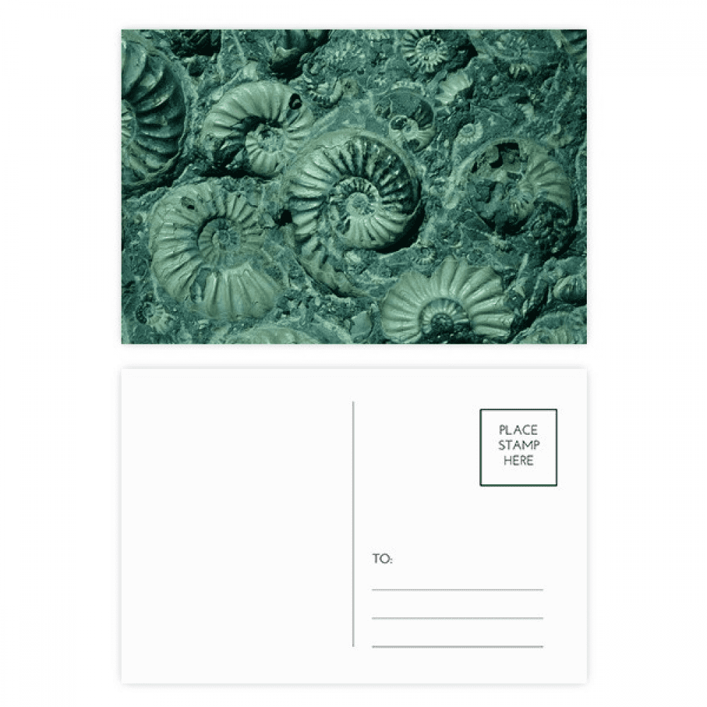nautilus ammonites s specimen postcard set birthday mailing thanks ...