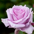 Heirloom Roses - Fresh Blue Moon Hybrid Tea Rose Bush, Real Plant for ...