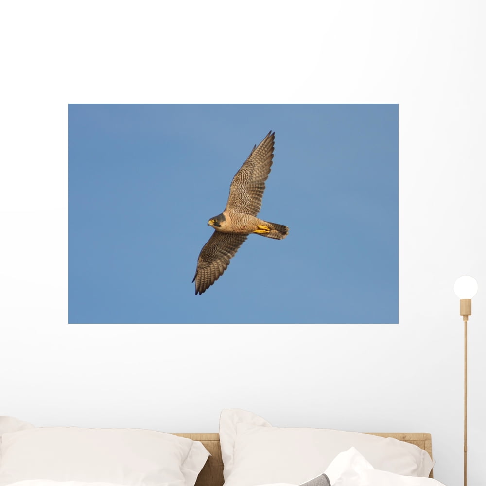 Peregrine Falcon Flight Wall Mural by Wallmonkeys Peel and Stick ...