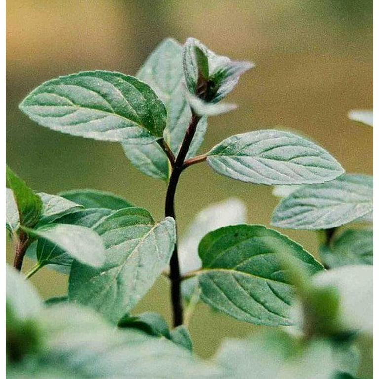 Chocolate Mint Plant