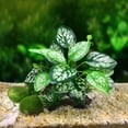 Aquarium Landscape Driftwood Twigs Hide with Plastic Plant Artificial ...