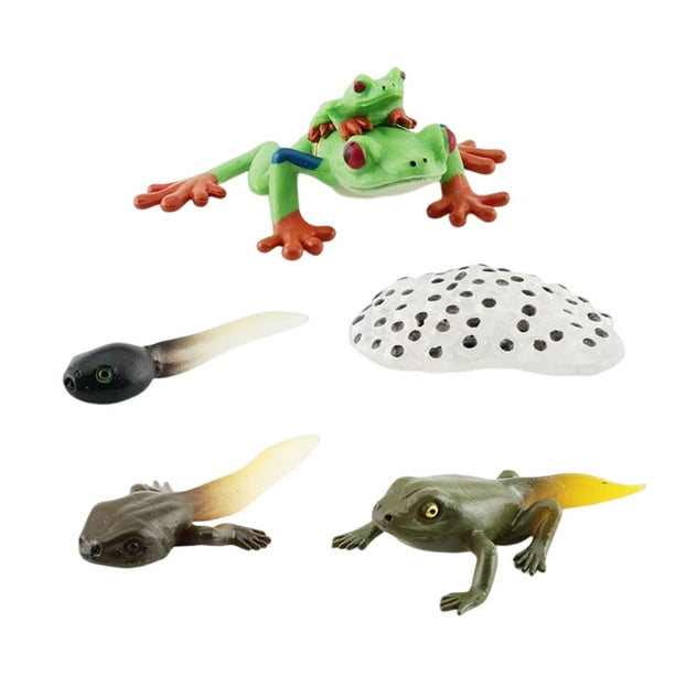 TISHITA Life Cycle Figurines 4 Stages of Frog Frogs Life Cycle Model ...