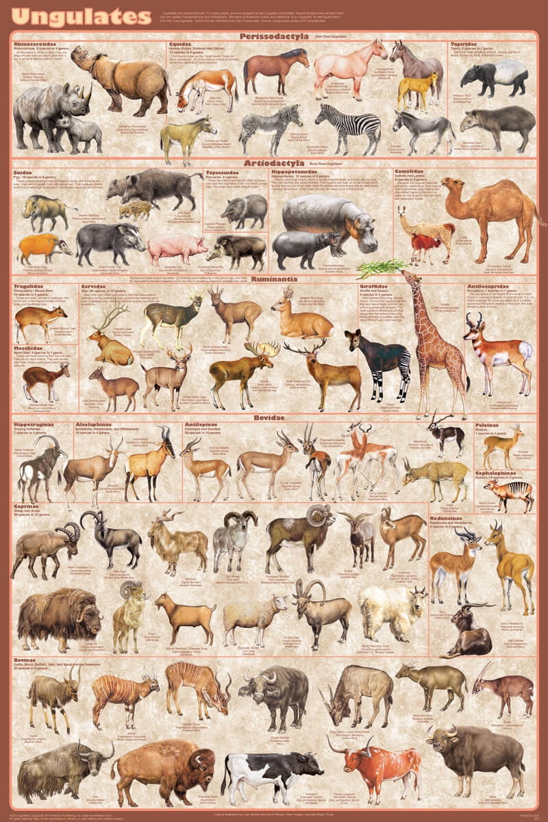 Ungulates Educational Poster 24.5x36.5 - Laminated - Walmart.com