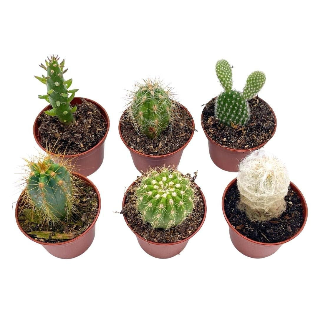 Mini Cacti Assortment, Tiny Cactus Set, Bunny Ears, Old Man, Pink eves ...