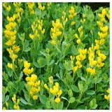 Everwilde Farms - 10 Large Yellow Wild Indigo Native Wildflower Seeds ...