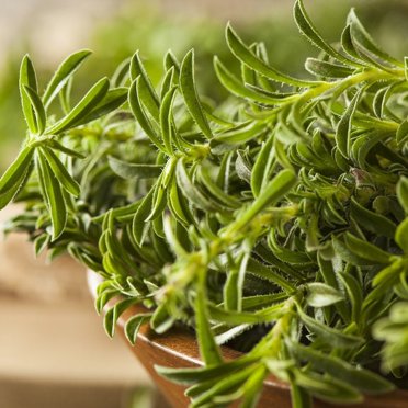 Savory Herb Garden Seeds - Summer Savory - 1 g Packet - Non-GMO ...