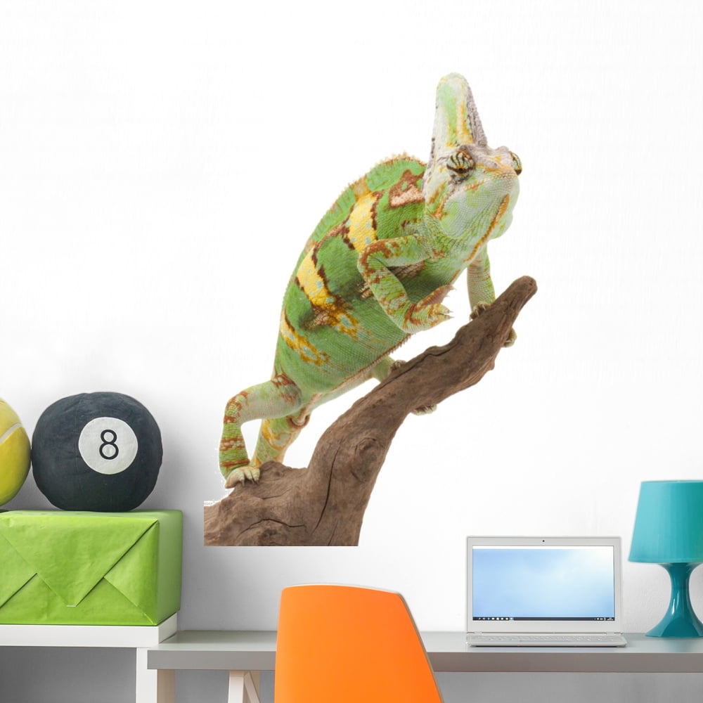 Veiled Chameleon Wall Mural Decal by Wallmonkeys Vinyl Peel and Stick ...
