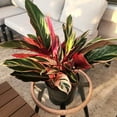 Stromanthe Sanguinea | 8 in. Grow Pot; Full Sun | Houseplant ...
