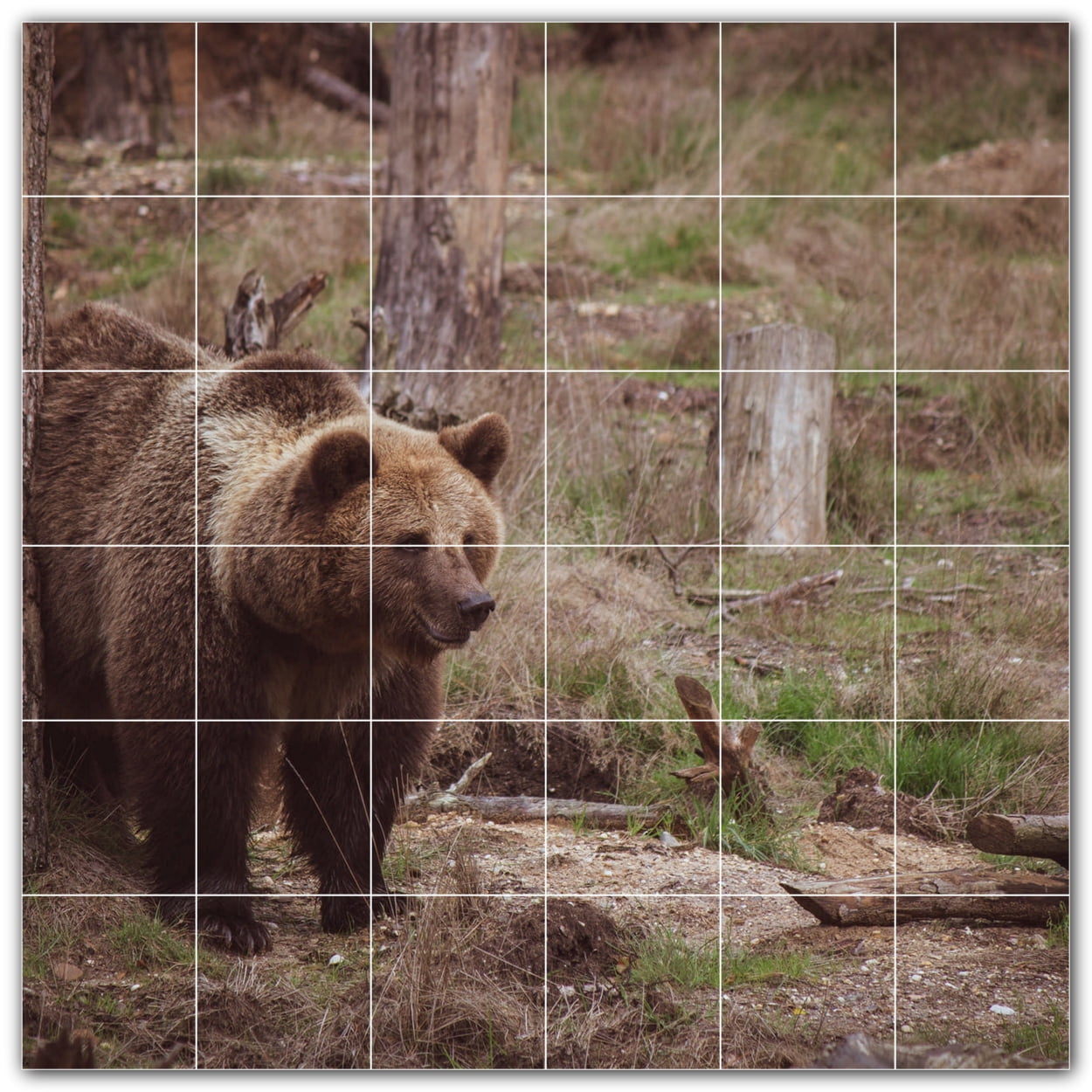Picture-Tiles.com: Bear Ceramic Tile Wall Mural WAL500130-66XL. 72"W x ...