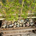 10 lbs River Rocks, 2-3 Inch Pebbles for , Landscaping, Garden ...