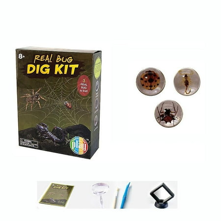 Real Bugs Excavation Dig Science Kits Children Archeology Biology Party ...