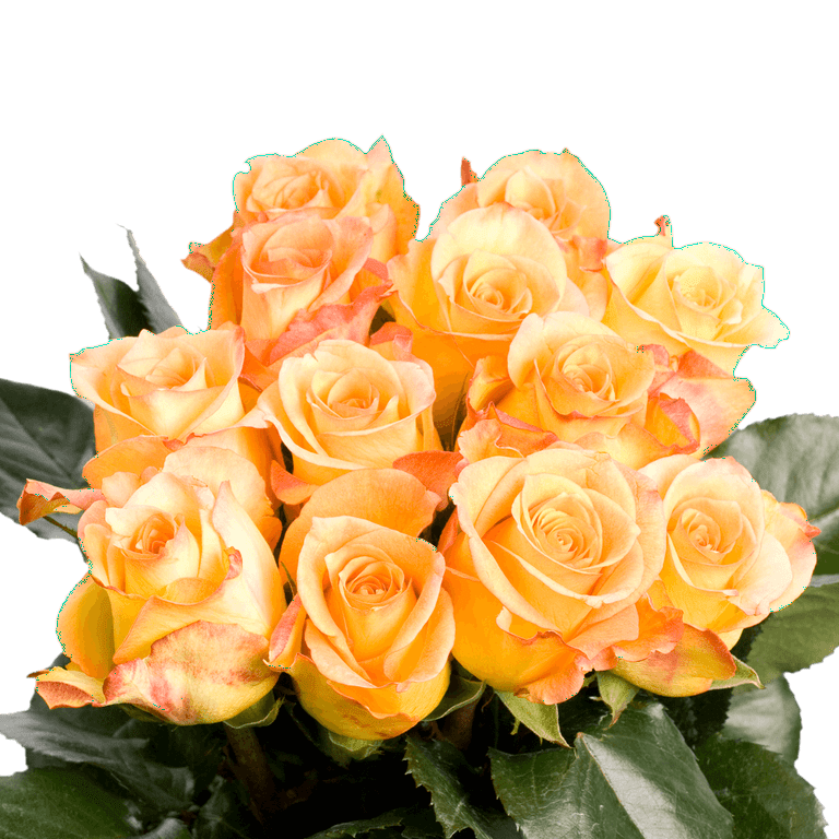 Yellow Roses With Red Tips