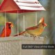Infinity Bird Feeder - Wild Bird Feeder with 360 Degree View of Feeding ...