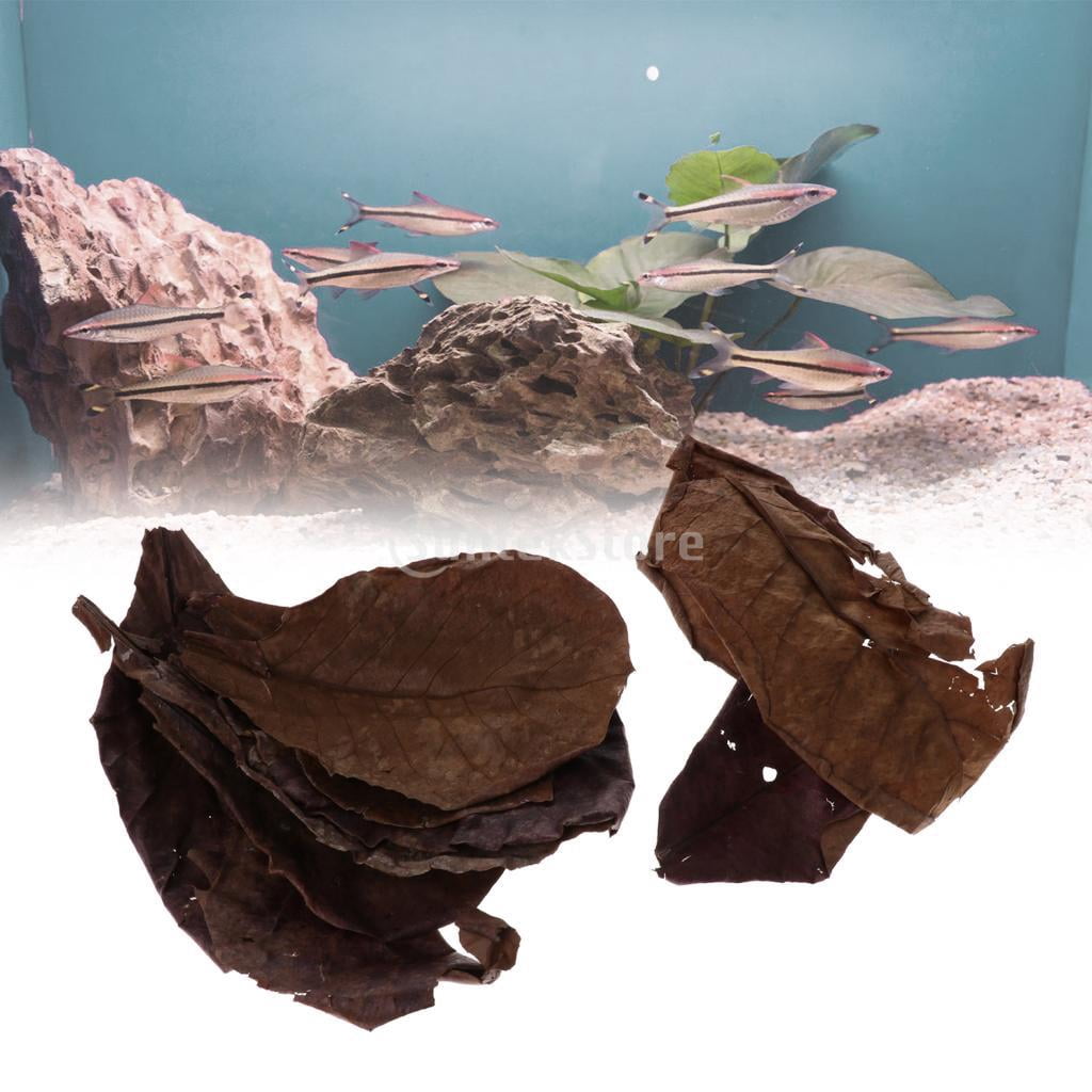 10 hojas de almendras para Betta, inducen la reproducción y aumentan la ...