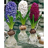 Crystal Live Green Gardening Rare Variety Hyacinth Imported Flower ...