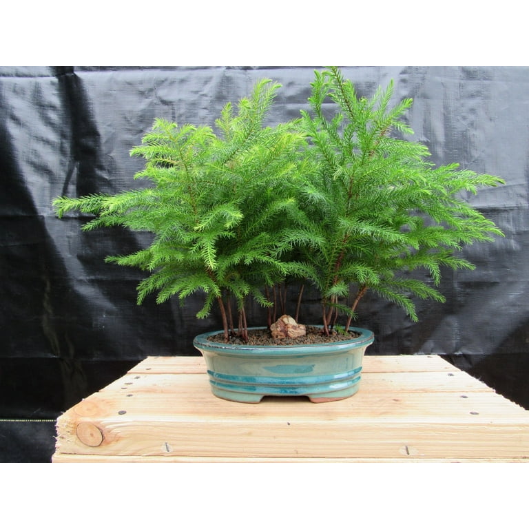 Asparagus Fern Bonsai