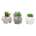 Set of 3 Realistic Artificial Botanica Succulents in Little Pigs Pot 5 ...