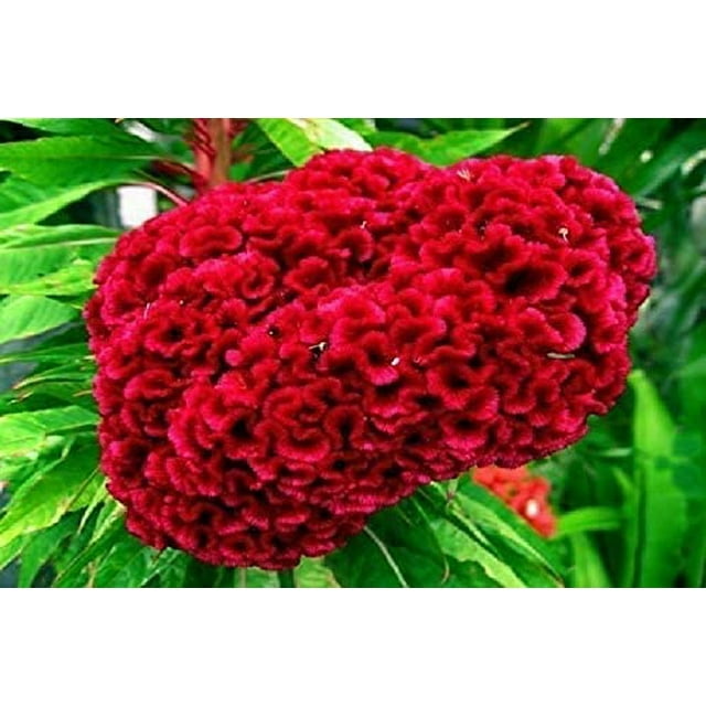 Exotic Cockscomb Seeds - 200+ Seeds - Amazing Garden Flower - Made in ...