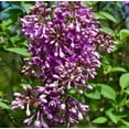50 Violets Lilac Seeds Extremely Fragrant Syringa Villosa Tree Lilac ...