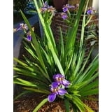 Walking Iris Apostle Plant 1 Extra Large 3 Gallon Plant Neomarica ...