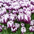 Blueberry Swirl Tulips, 10 Bulbs - Purple & White Flowers - Attracts ...