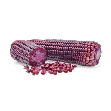 Purple Popcorn Corn Seeds - 50 Seeds for Planting - Prized for Popcorn ...