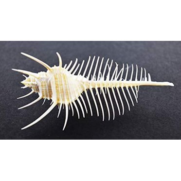 Bulk 1 Lb (1200+) Tiny Indian Ocean Shells Mix Mini Shells 1/4 ...