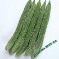 Bitter Melon/Bitter Gourd Seeds - Momordica charantia - 10 Seeds for ...