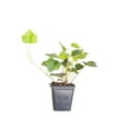 Expert Gardener English Ivy - 54 Pack (3.25 In. Pots) Evergreen ...